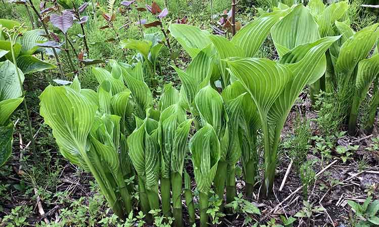 うるい 天然山菜専門卸問屋から産直通販｜山菜屋.com